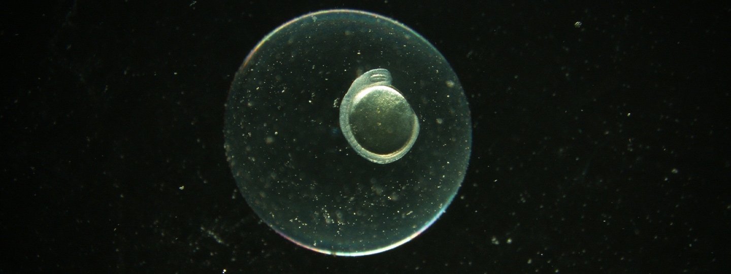 Beyond Ballast Water: The Great Lakes' Role in Early Applications of ...